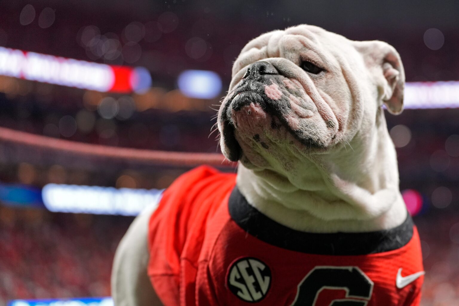 NCAA: The Top 20 College Mascots - DrRoto.com